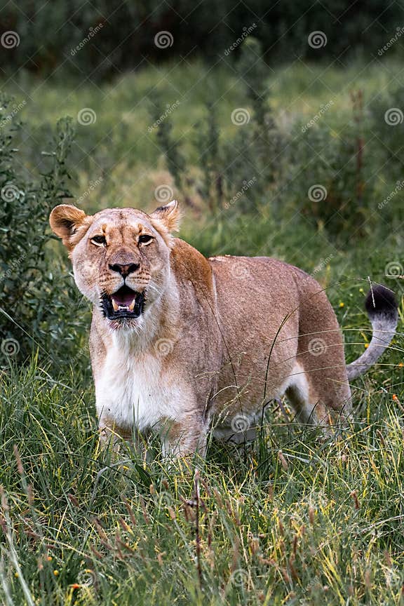 Vertical Closeup of a Lioness in the Wild Stock Photo - Image of ...
