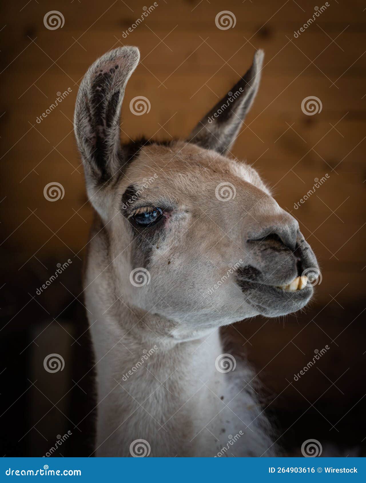 Vertical Closeup of a Llama Stock Photo - Image of grass, brown: 264903616