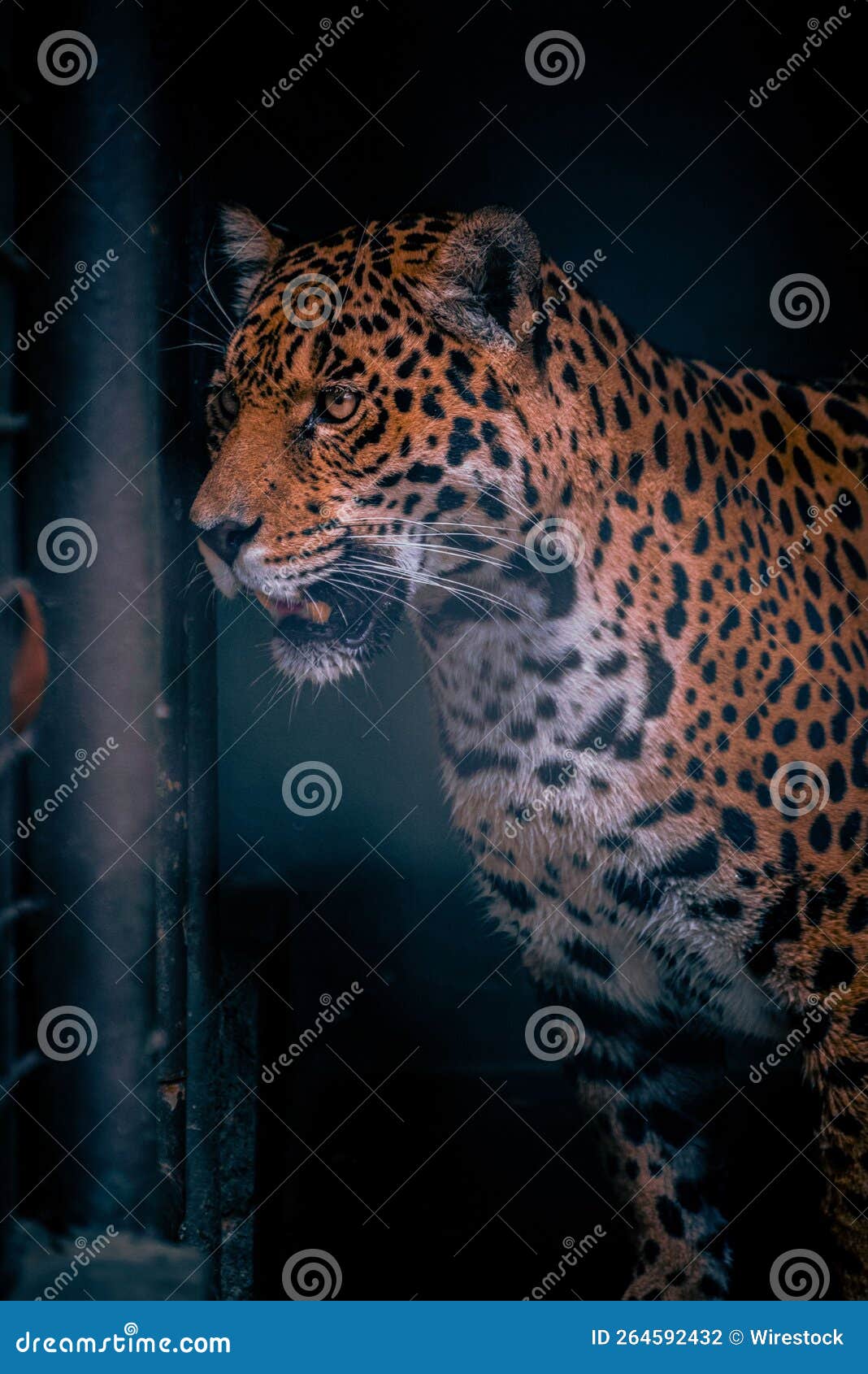 Vertical Closeup of a Majestic Leopard in a Zoo Stock Photo - Image of ...