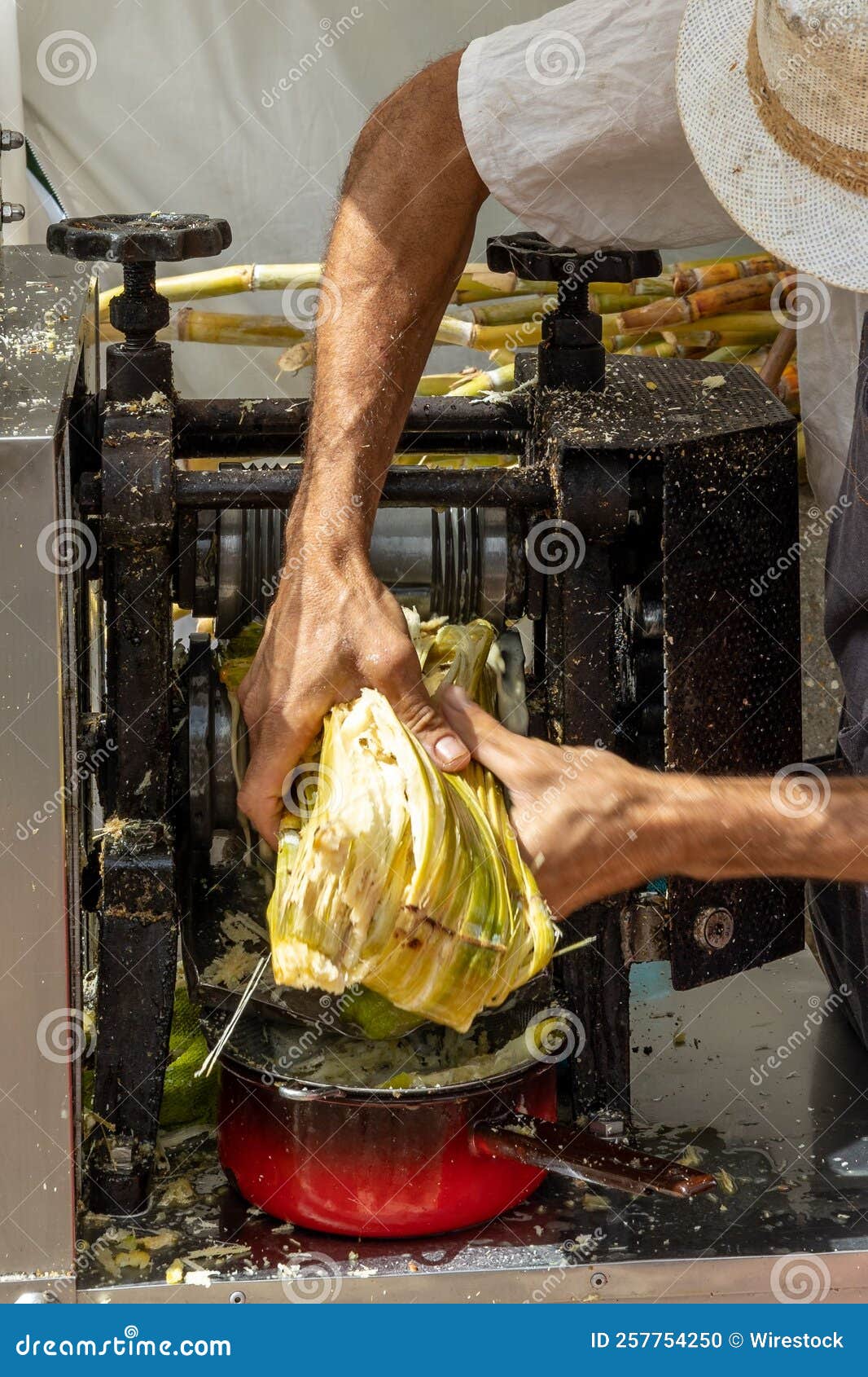 Vertical Closeup of a Man Extracting Cane Sugar by Inserting it into a ...