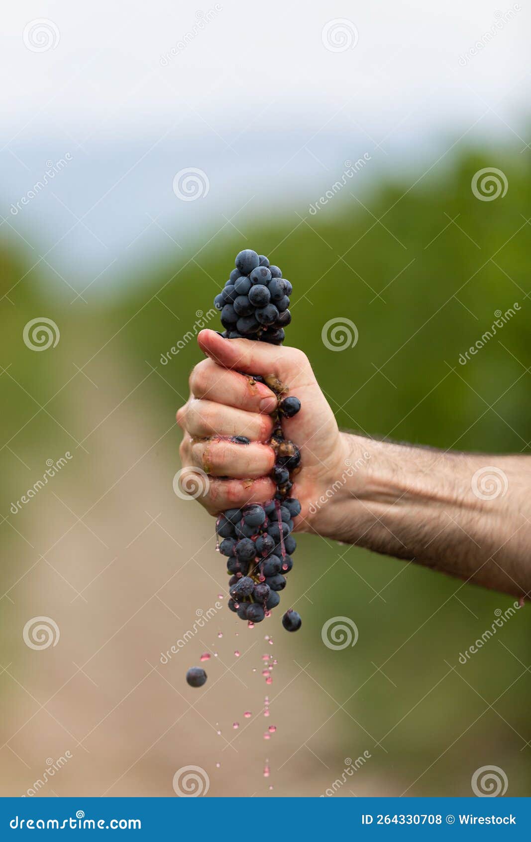 Vertical Closeup of the Man& X27;s Hand Squeezing Grapes. Stock Photo ...