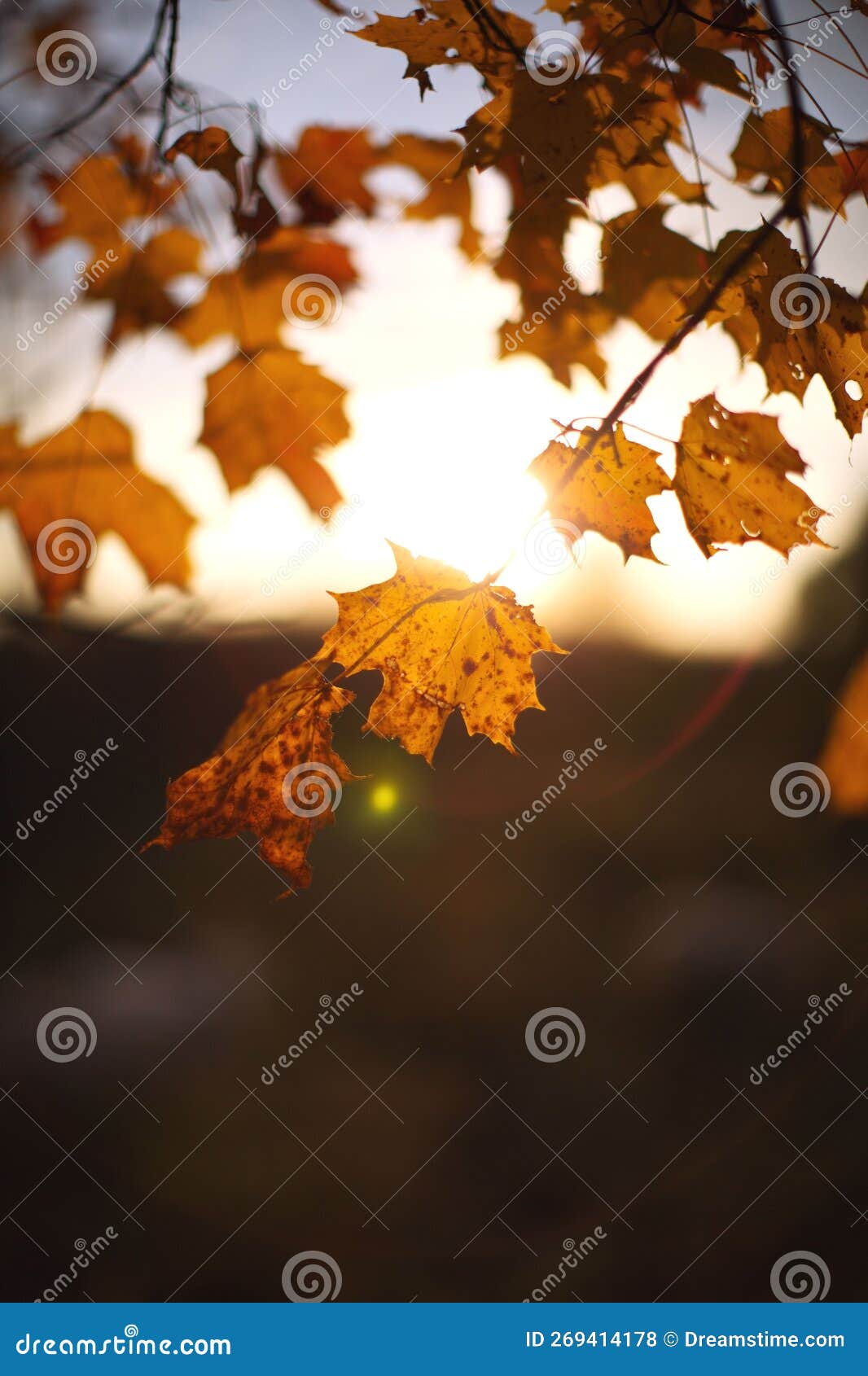 Vertical Closeup of Maple Tree Branches with Autumn Leaves in Sunlight ...