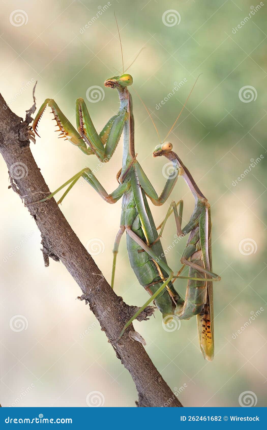 Vertical Closeup of the Mating Mantises. Stock Photo - Image of fauna ...