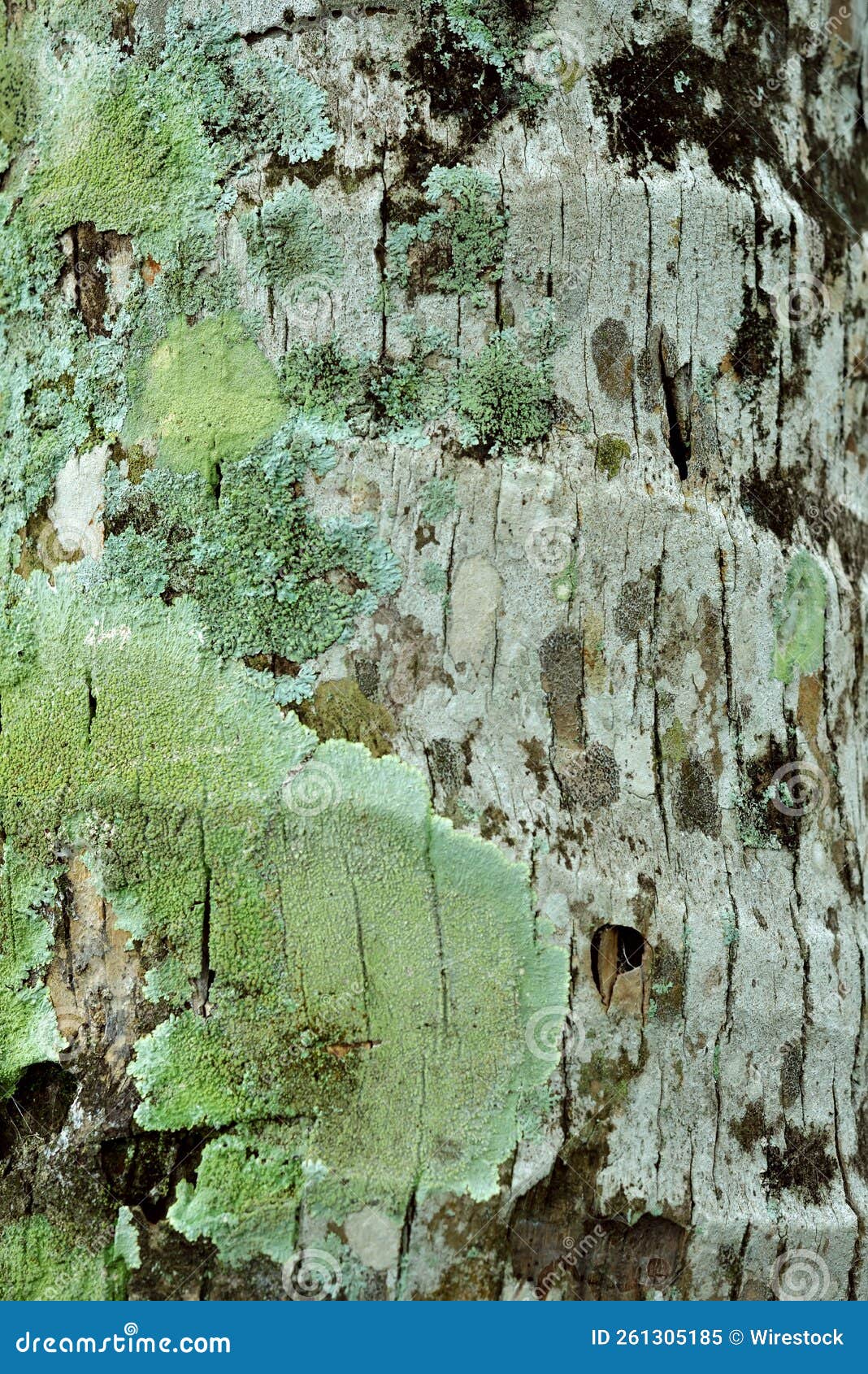 Vertical Closeup of a Moldy Coconut Tree Texture Stock Image - Image of ...