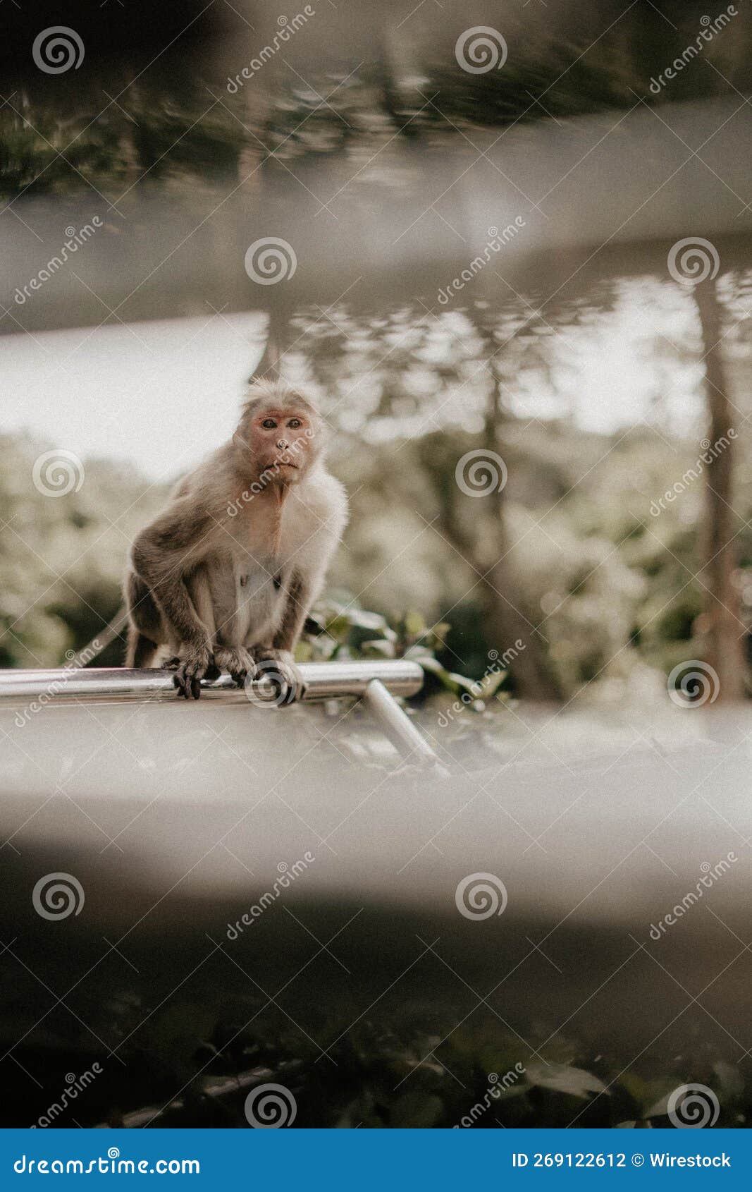 Vertical Closeup of a Monkey on a Metallic Pole in a Zoo Stock Photo ...