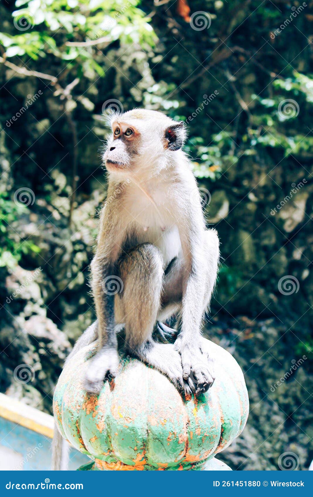 Vertical Closeup of a Monkey Sitting Outdoors on the Sunlit Balcony ...