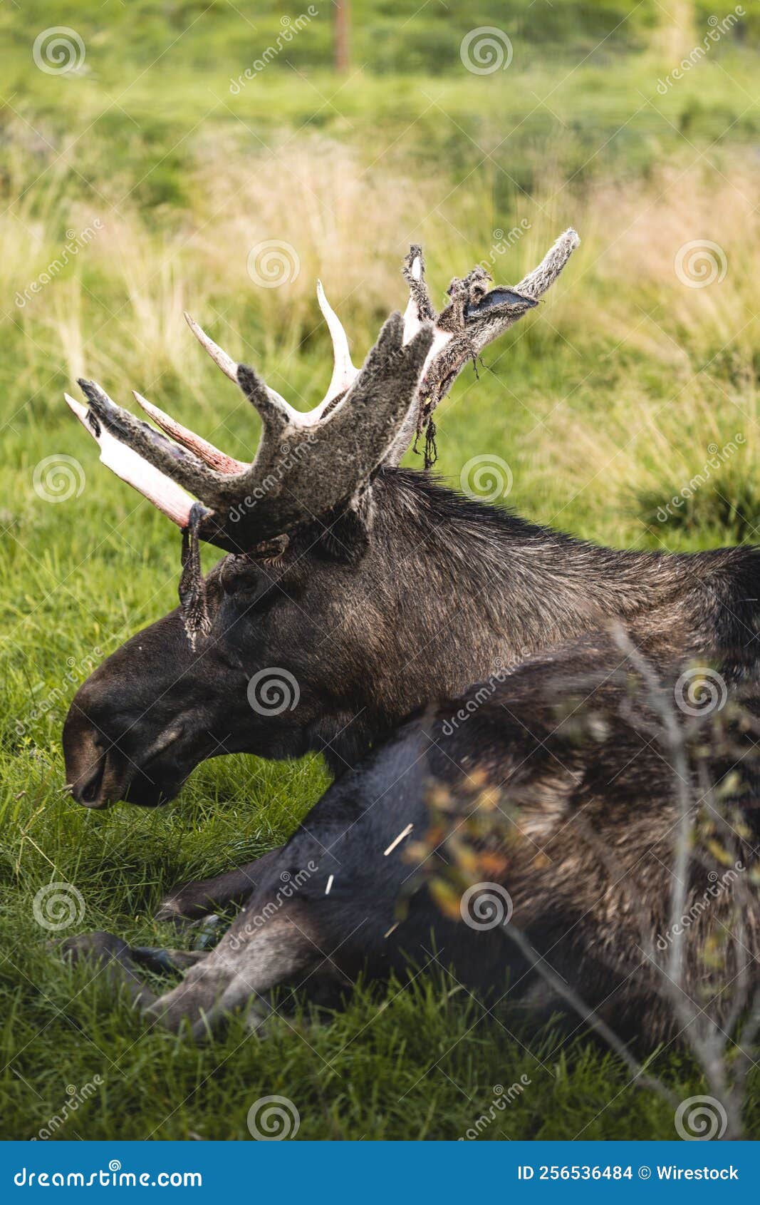 Vertical Closeup of a Moose Resting on Green Grass Stock Photo - Image ...