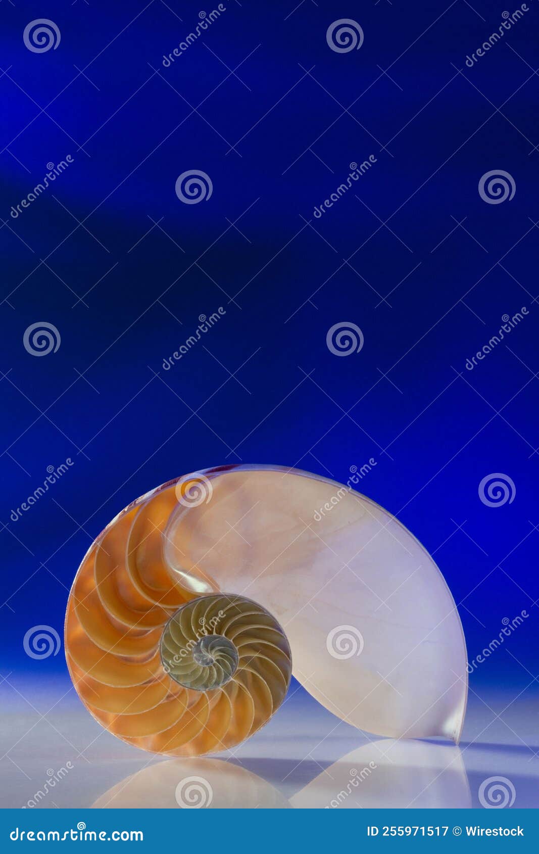 Vertical Closeup of the Nautilus Half-shell on a Blue Background. Stock ...