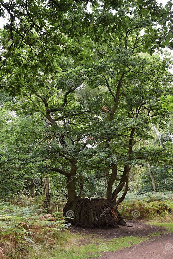 Vertical Closeup of an Oak Tree with Bushes and Soil Around Stock Photo ...