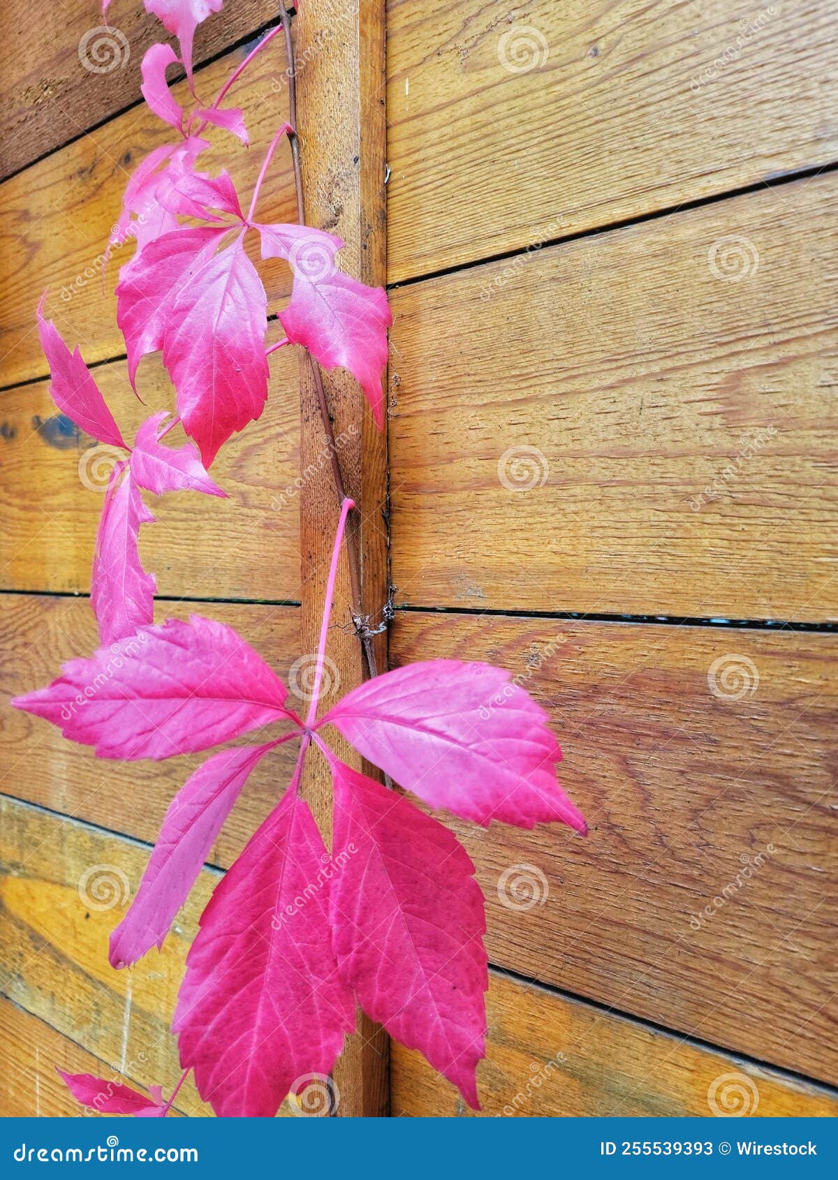 Vertical Closeup of Parthenocissus Inserta, False Virginia Creeper ...