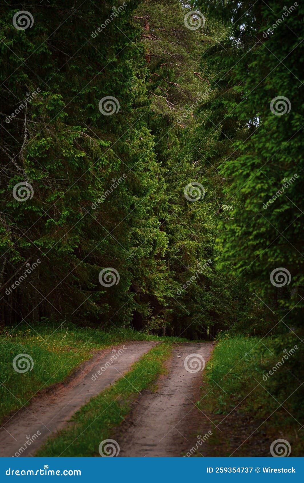 Vertical Closeup of a Path Covered with Green Grass Leading the ...