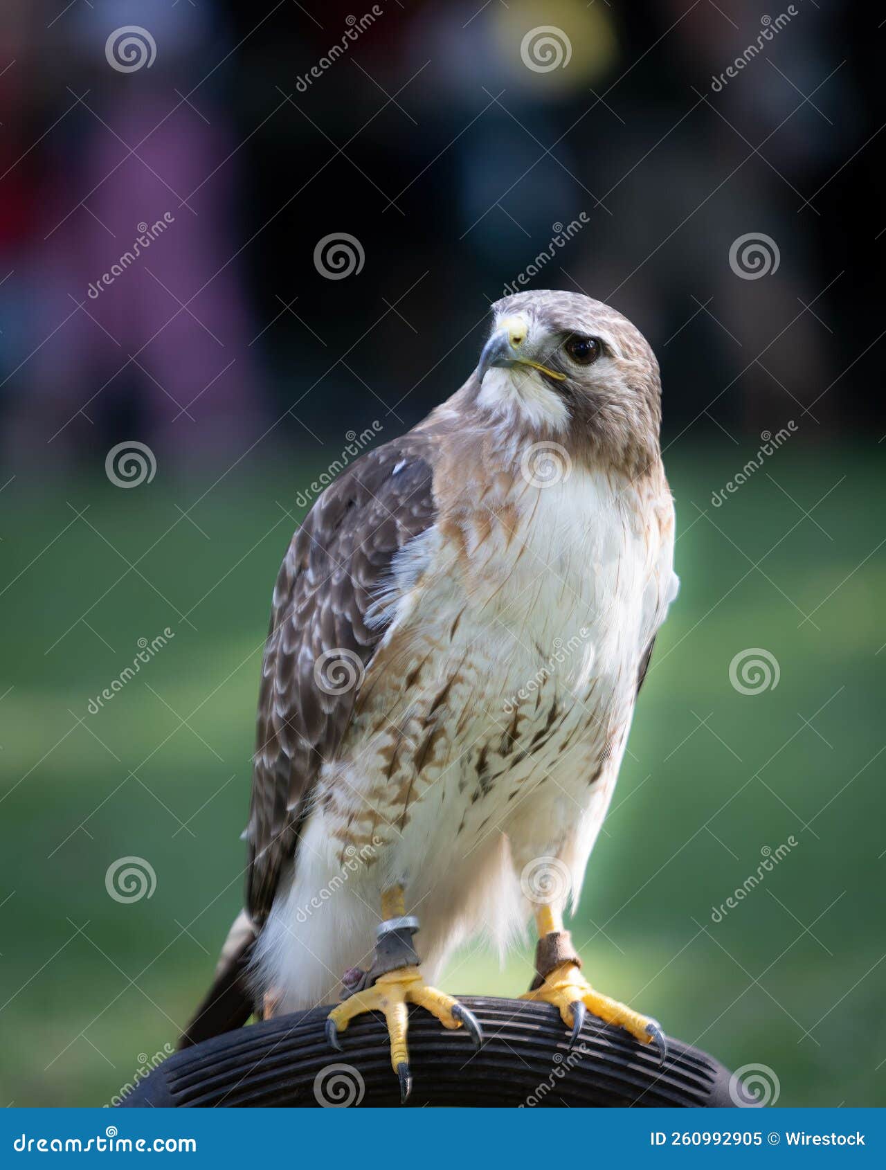 Vertical Closeup of a Perched Red-tailed Hawk Stock Image - Image of ...