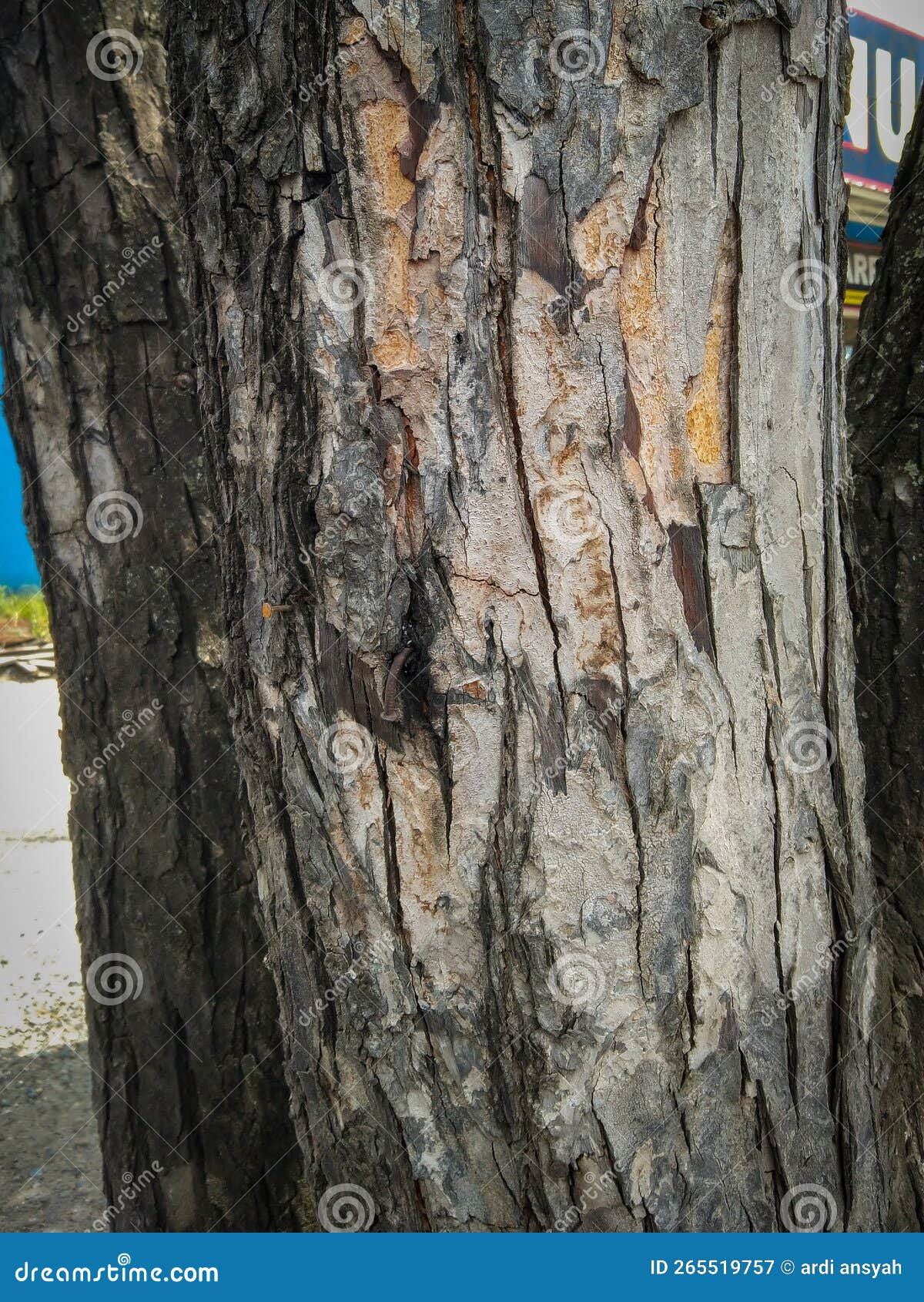 Vertical Closeup Photo of Gray Tree Bark Stock Image - Image of tree ...
