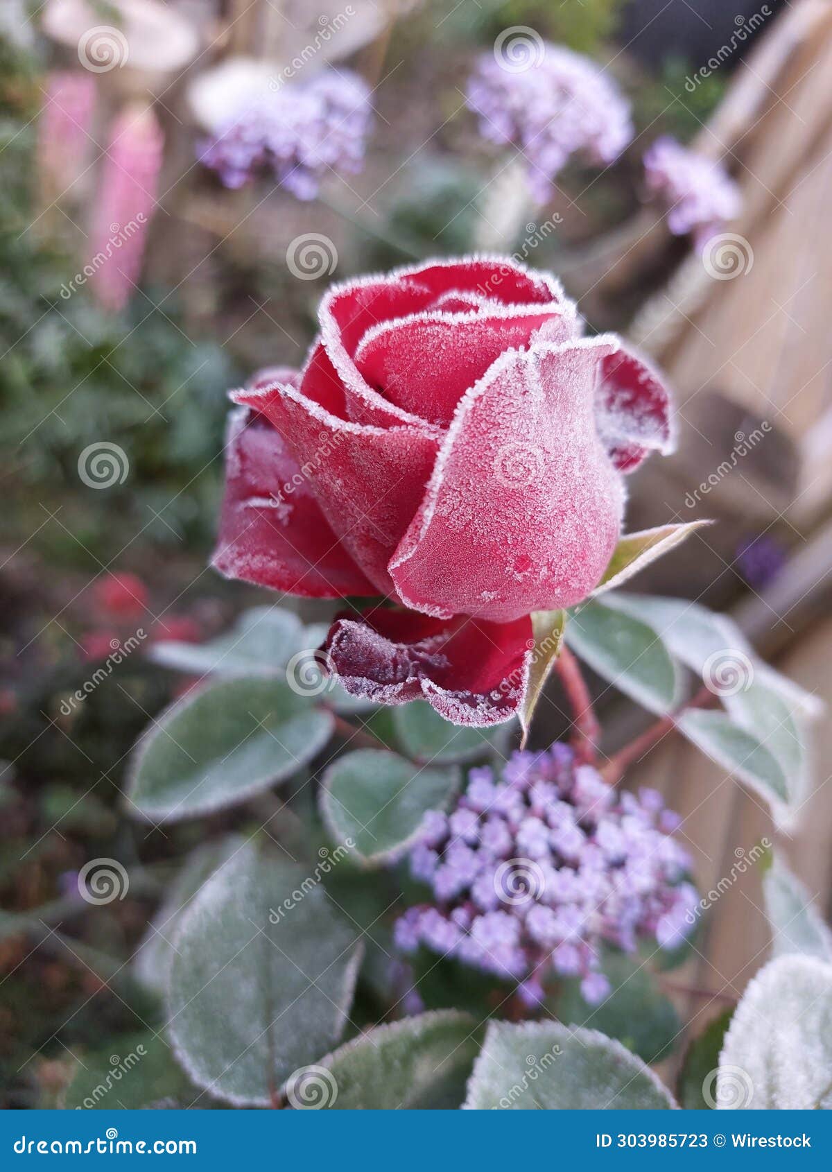 Vertical Closeup of a Pink Rose Covered in Frost Stock Image - Image of ...