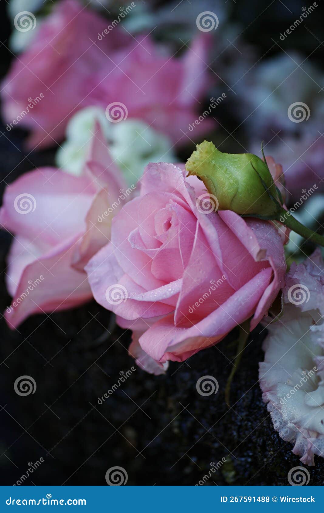 Vertical Closeup of Pink Roses. Stock Photo - Image of closeup, romance ...