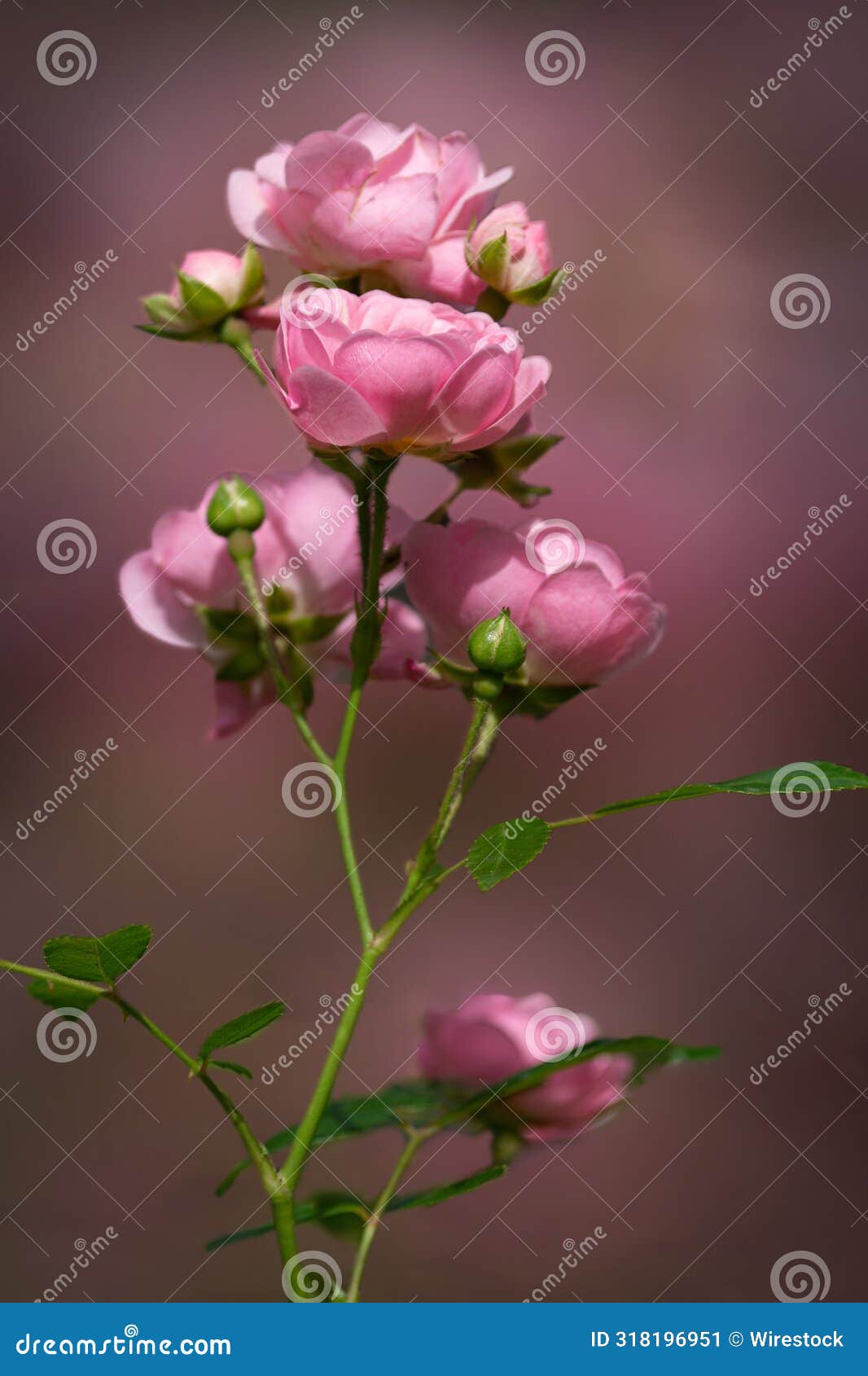 Vertical Closeup of Pink Roses in a Field Stock Image - Image of roses ...