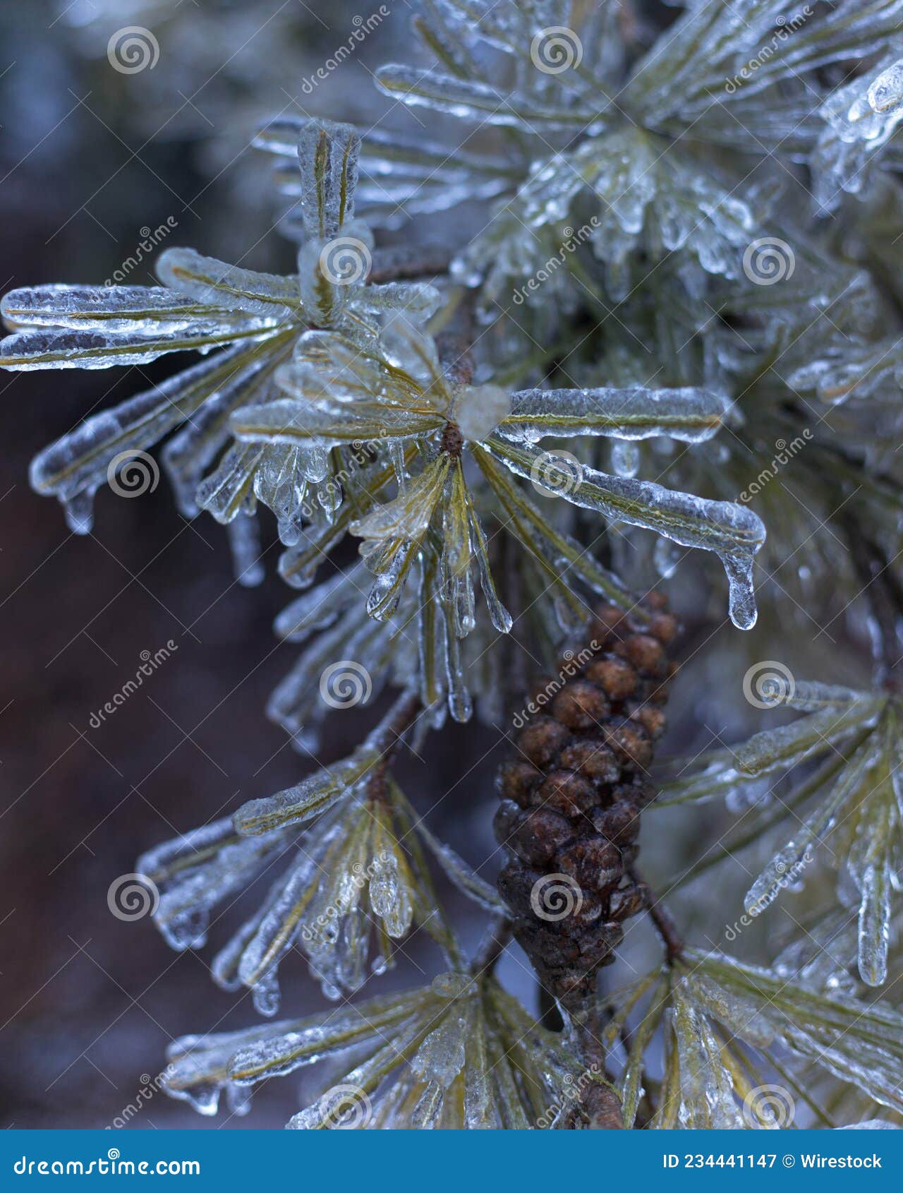 Vertical Closeup of Plants Covered in Icicles Stock Image - Image of ...