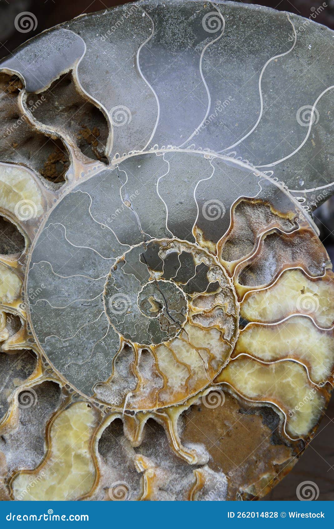 Nautilus Fossil Detail Stock Image | CartoonDealer.com #303571