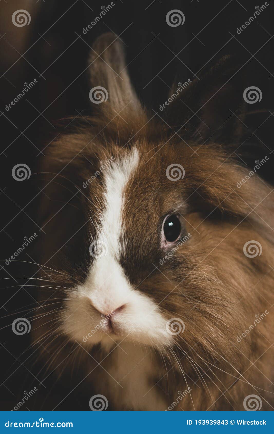 Vertical Closeup Portrait of a Brown Rabbit with White-spotted Fur ...