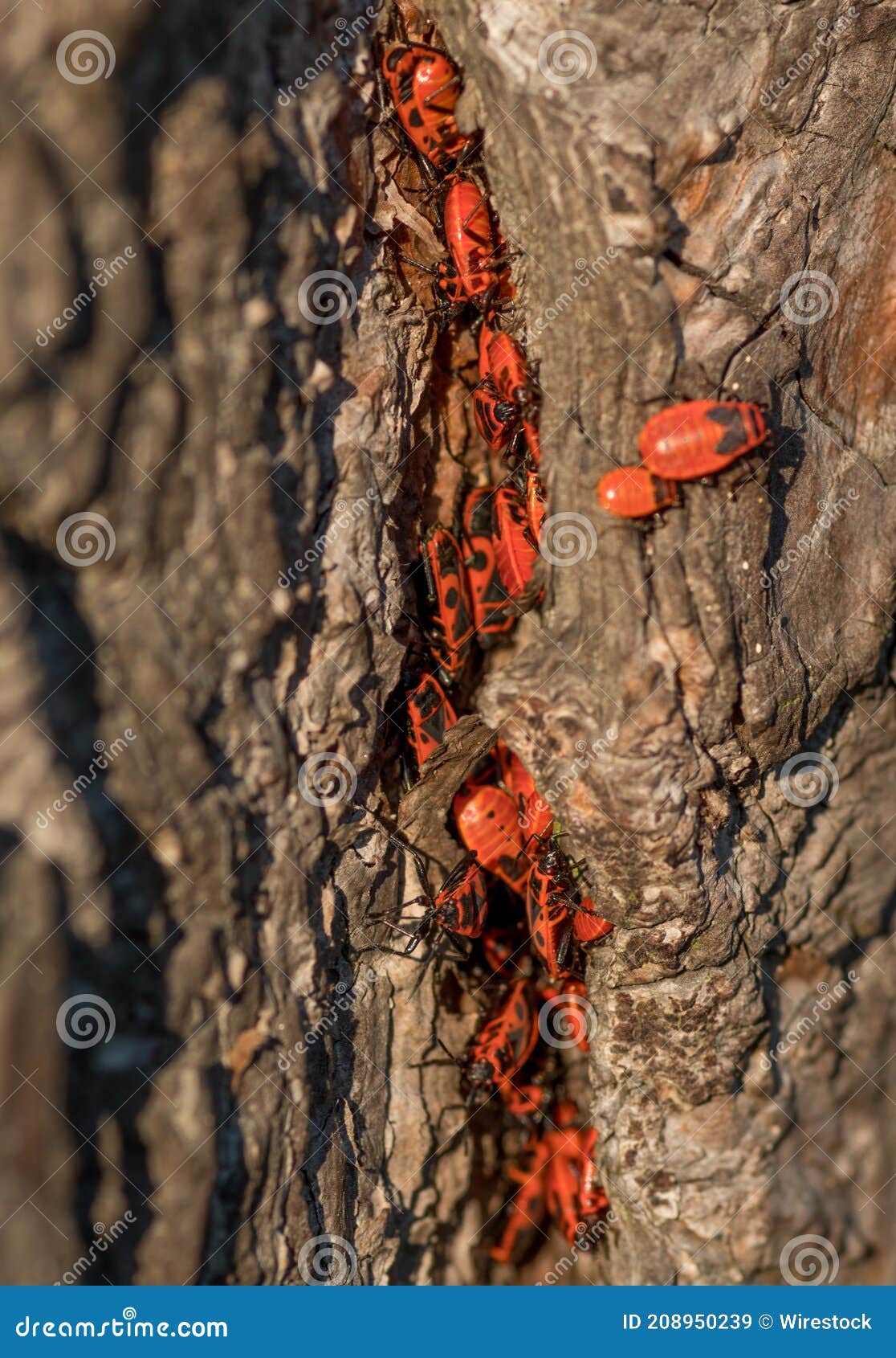 Colored Bugs Colored Bugscolored Bugs Stock Photo | CartoonDealer.com ...