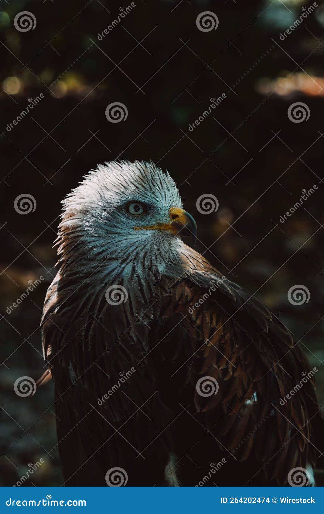 Vertical Closeup of a Red Kite on the Dark Blurred Background Stock ...