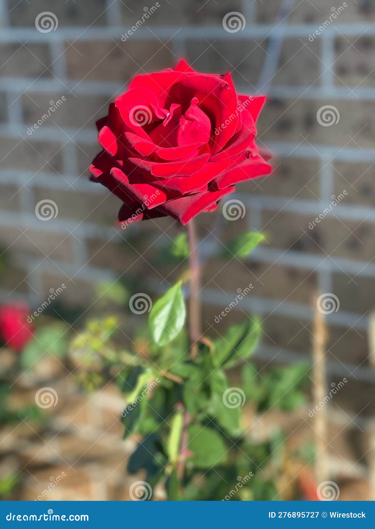 Vertical Closeup of a Red Rose in Full Bloom in a Garden Stock Image ...