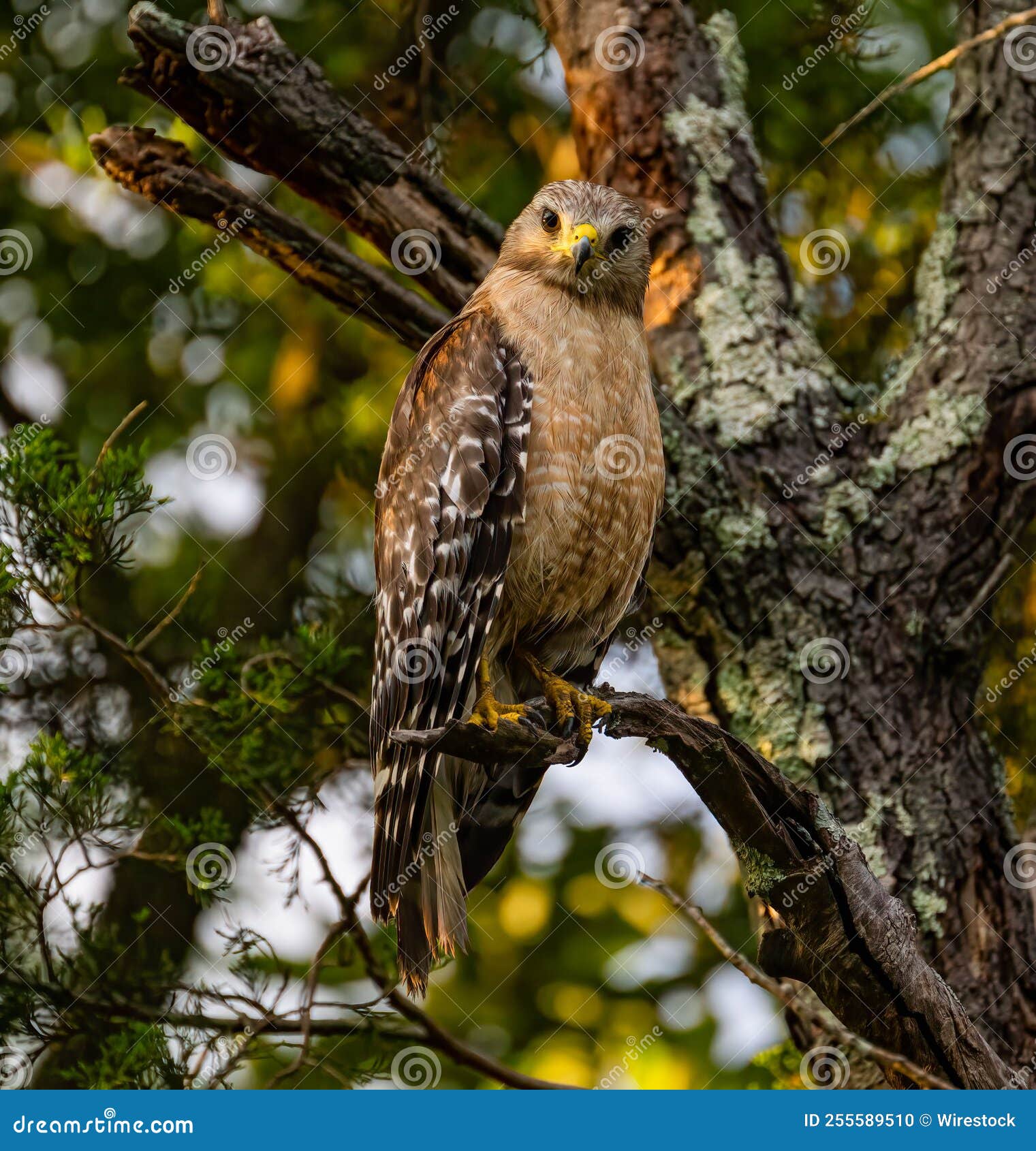 Vertical Closeup of a Red-shouldered Hawk Perched on a Branch. Buteo ...