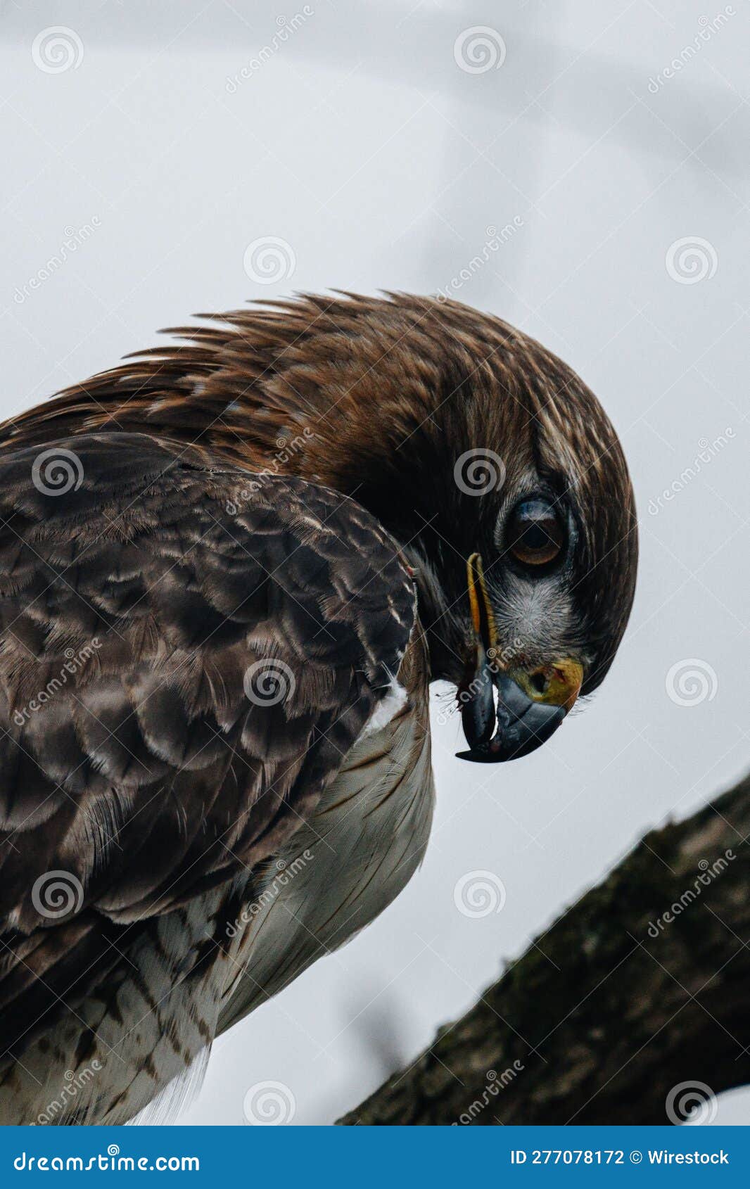 Vertical Closeup of a Red-Tailed Hawk Perched on a Branch of a Tree ...