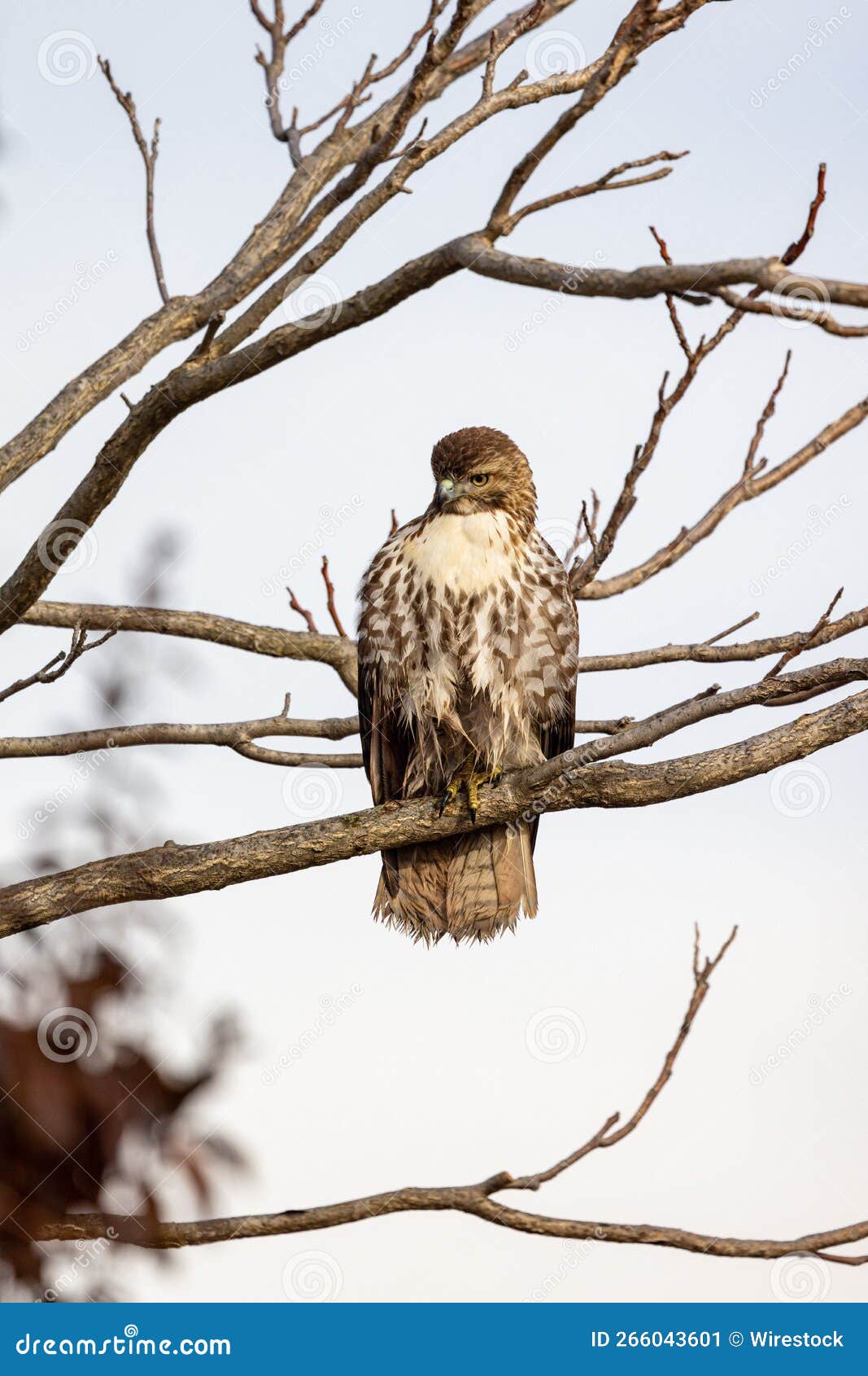 Vertical Closeup of a Red-tailed Hawk Perched on the Tree Branch on the ...