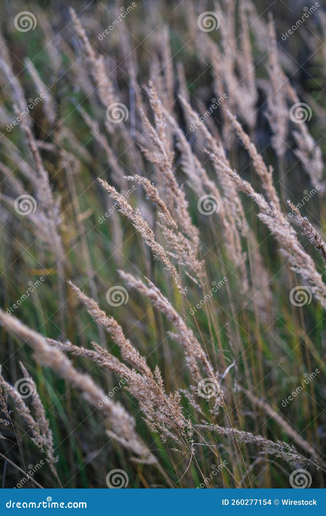 Vertical Closeup of Reed Grass in the Field. Stock Photo - Image of ...