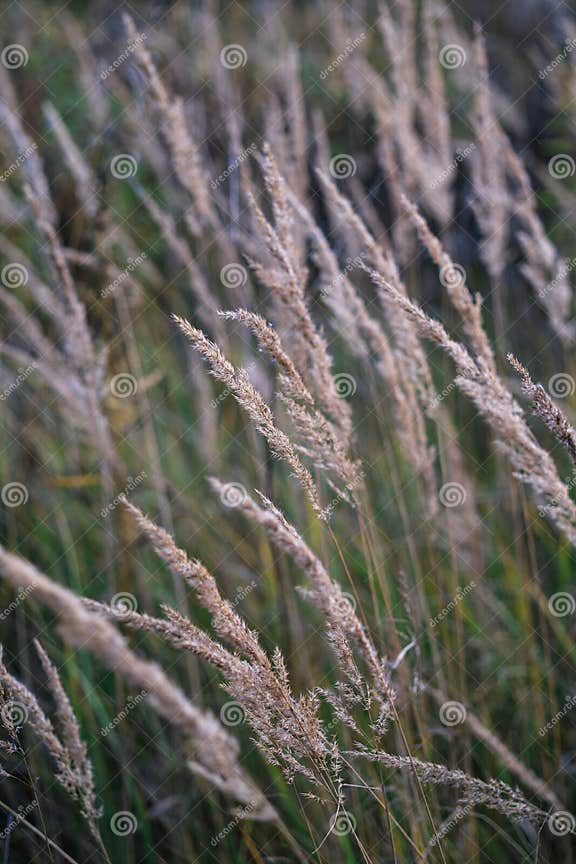 Vertical Closeup of Reed Grass in the Field. Stock Photo - Image of ...