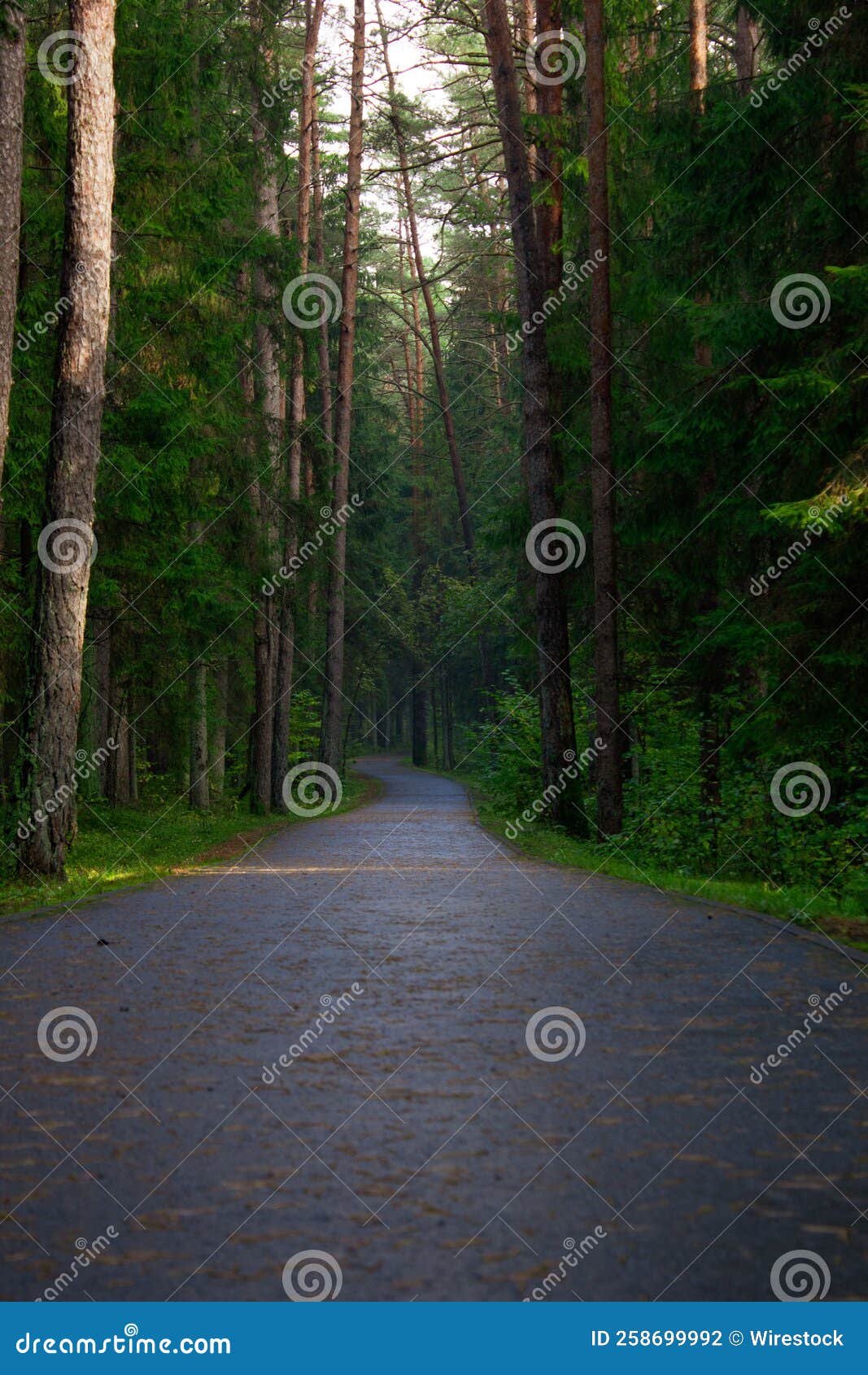 Vertical Closeup of a Road through the Forest, with High, Green Trees ...