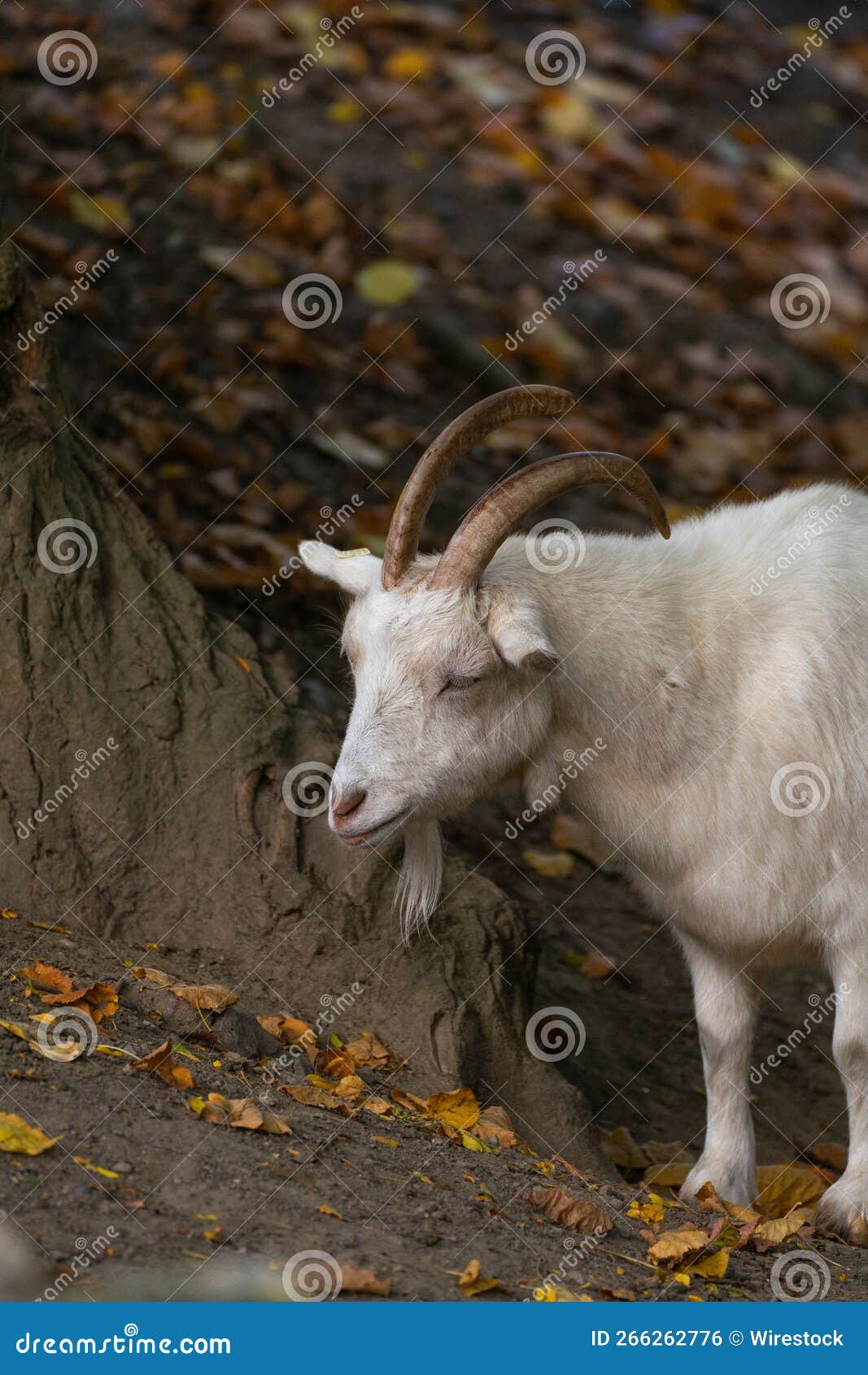Vertical Closeup of a Saanen Goat in a Forest Stock Photo - Image of ...