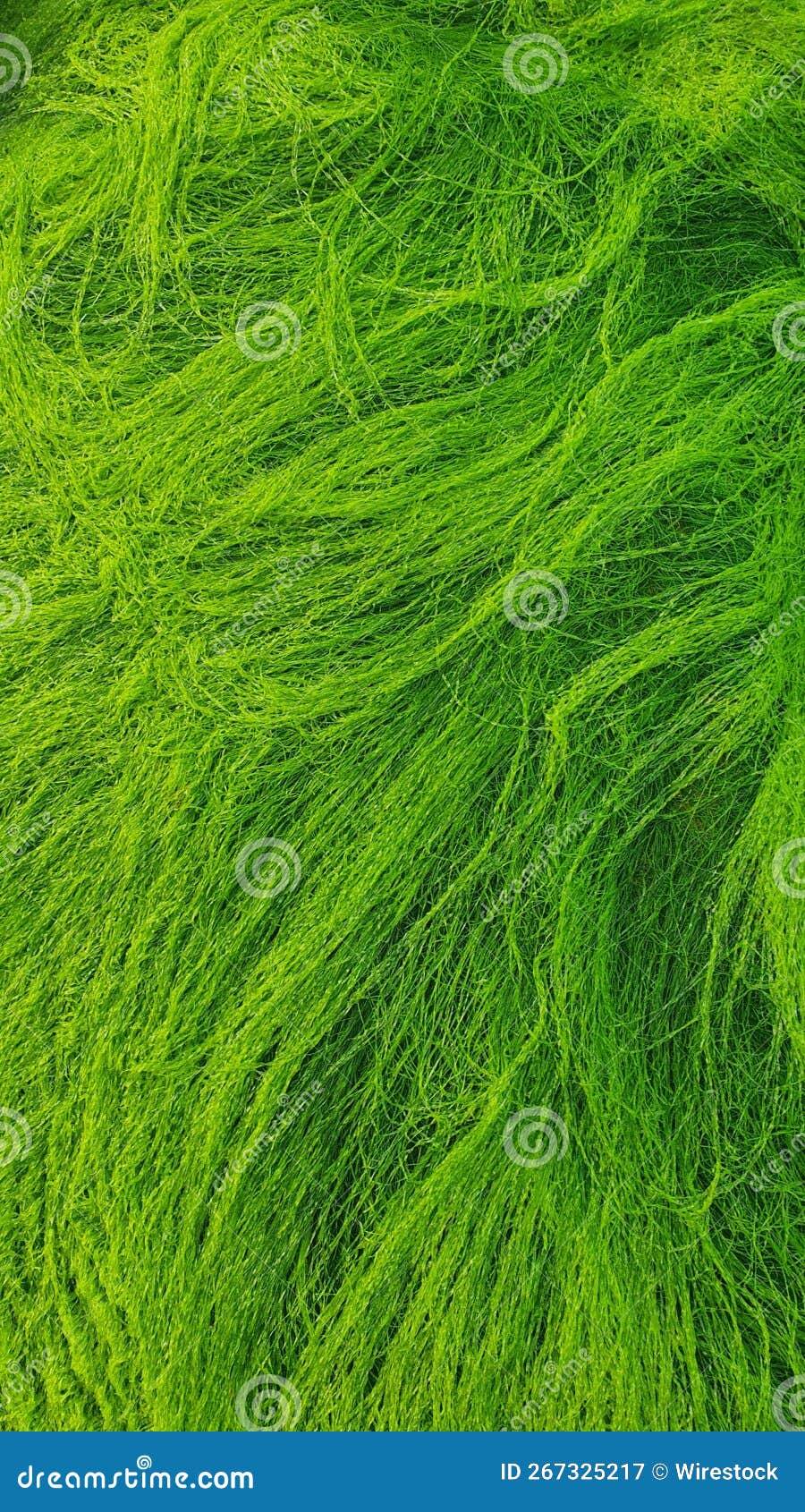 Vertical Closeup of Seagrass Moss, Green Algae Texture Stock Image ...