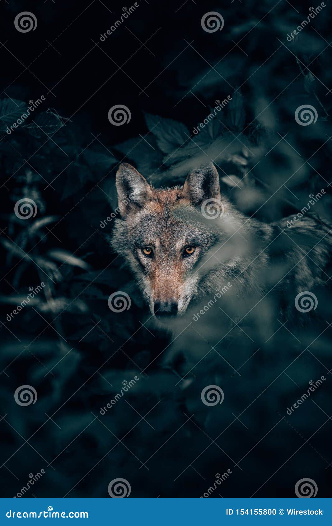 Vertical Closeup Selective Focus Shot of a Wild Beautiful Grey Wolf in ...
