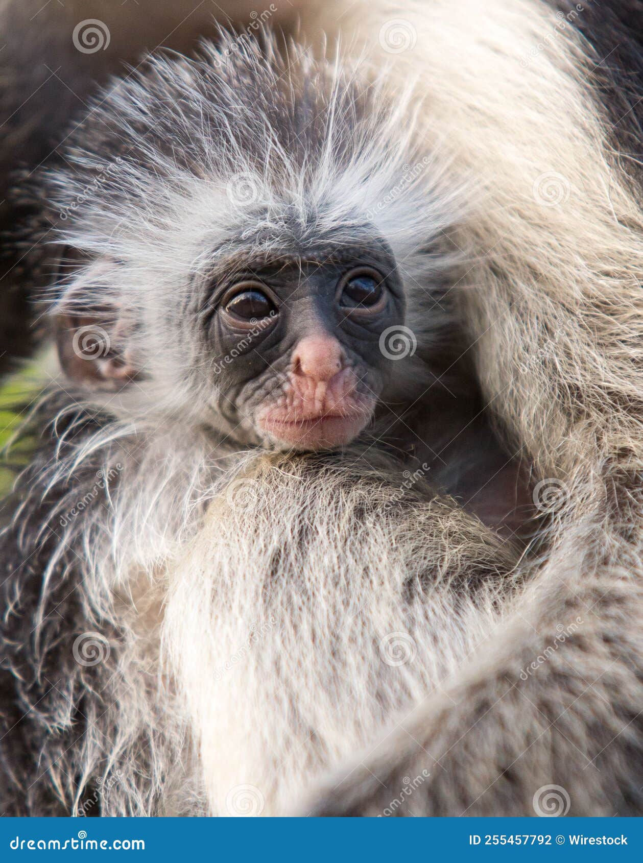 Vertical Closeup of Shaggy Red Colobus Monkey Stock Photo - Image of ... Vertical Closeup of Shaggy Red Colobus Monkey Stock Photo - Image of ...