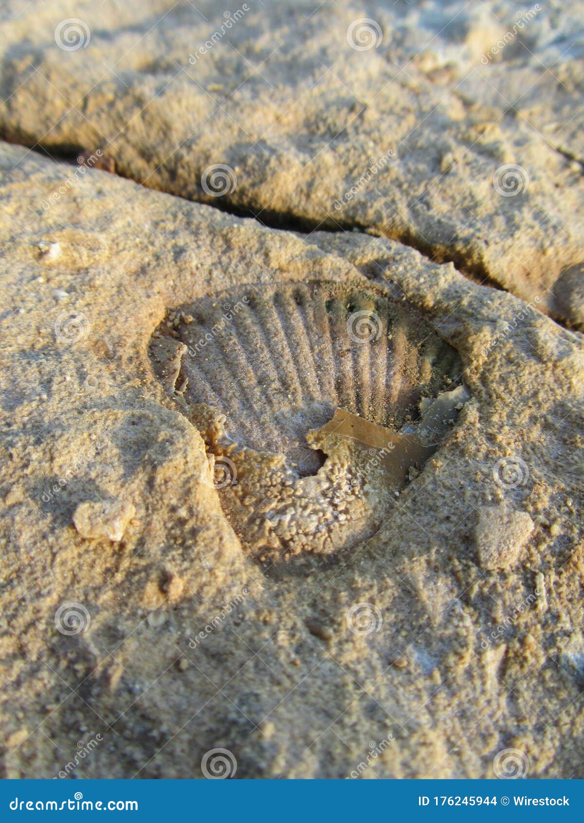 Vertical Closeup of a Shell Fossil in Limestone Under the Sunlight with ...