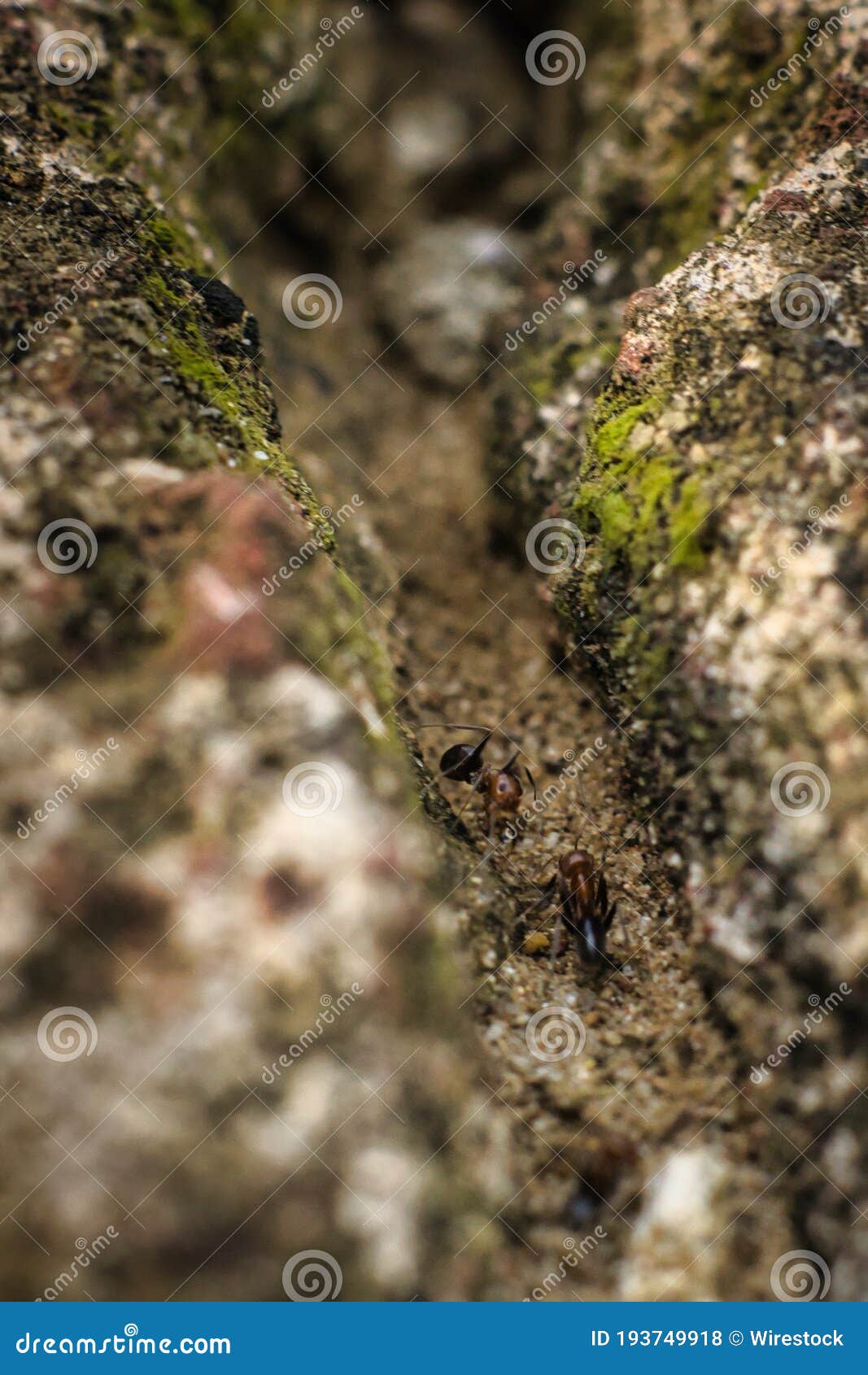 Vertical Closeup Shot of Ants Passing through a Small Pathway Stock ...