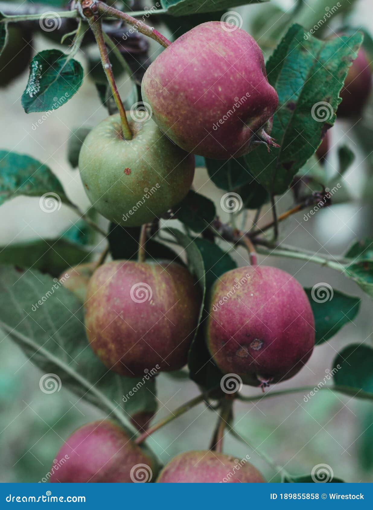 Vertical Closeup Shot of an Apple Tree with a Few Red and Green Apples ...