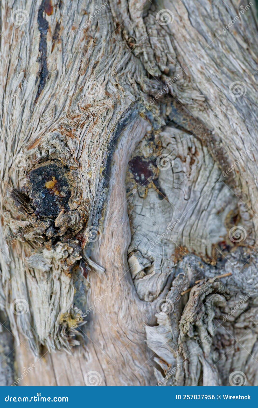 Vertical Closeup Shot of a Bark of a Tree Stock Photo - Image of plant ...