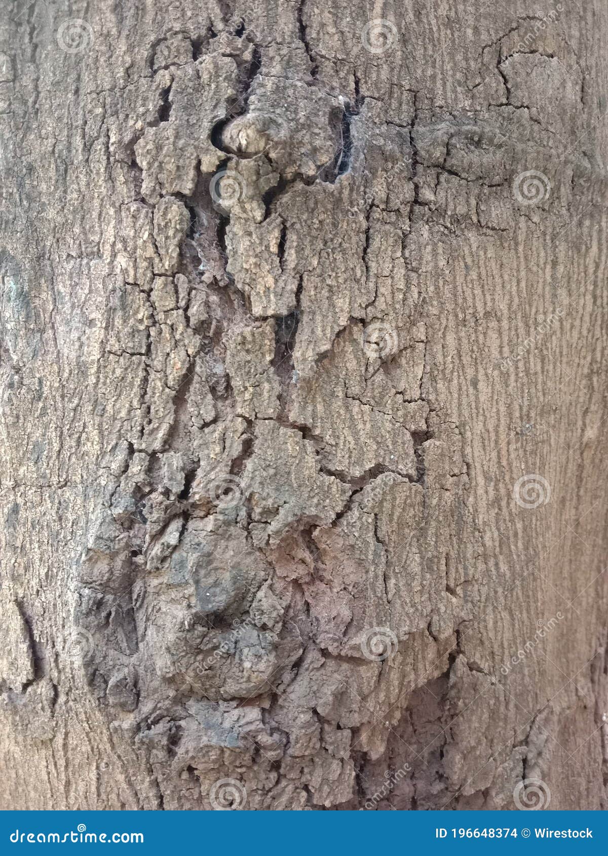 Vertical Closeup Shot of a Bark of a Tree Stock Photo - Image of ...