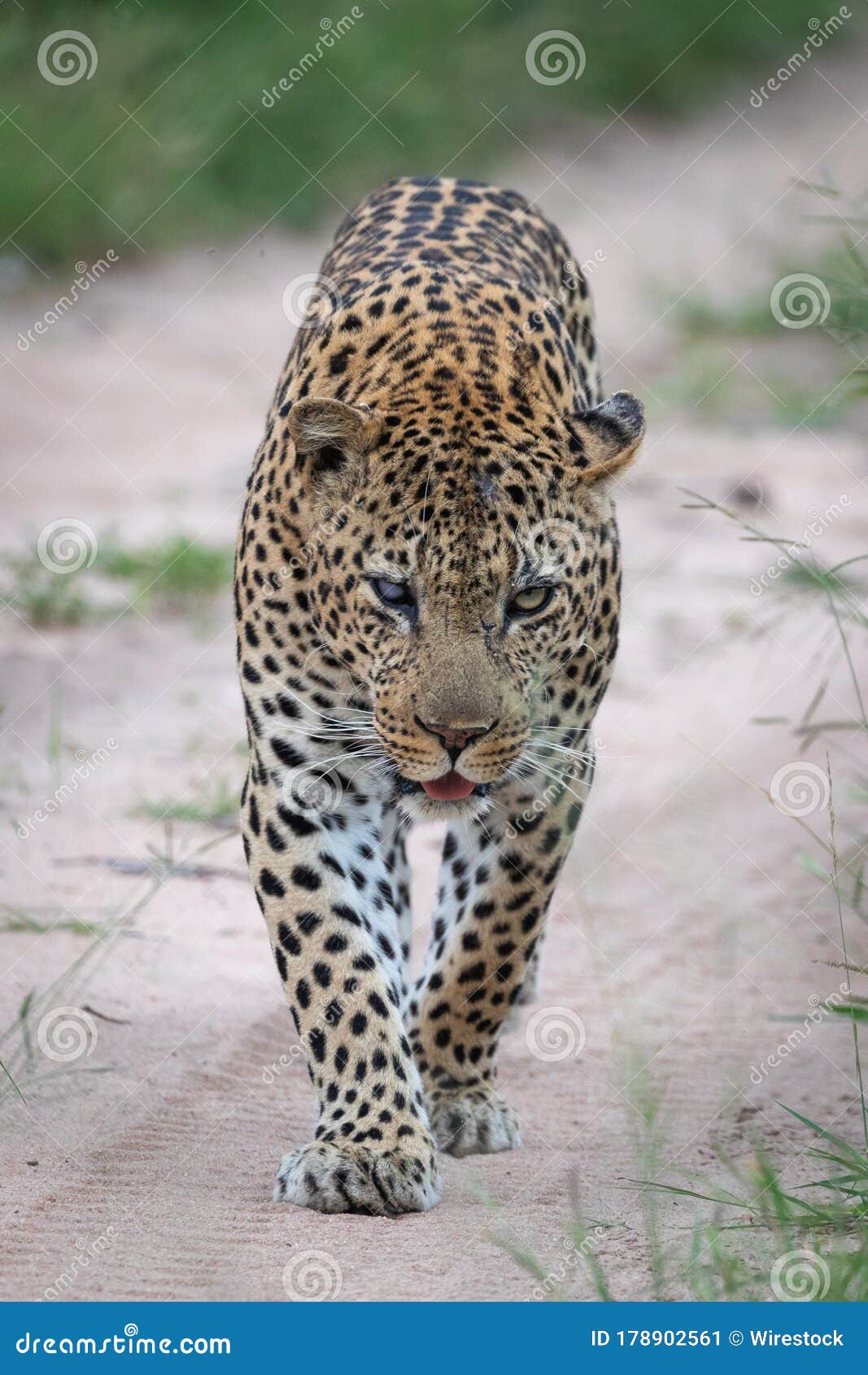 Vertical Closeup Shot of a Beautiful African Leopard Walking on the ...