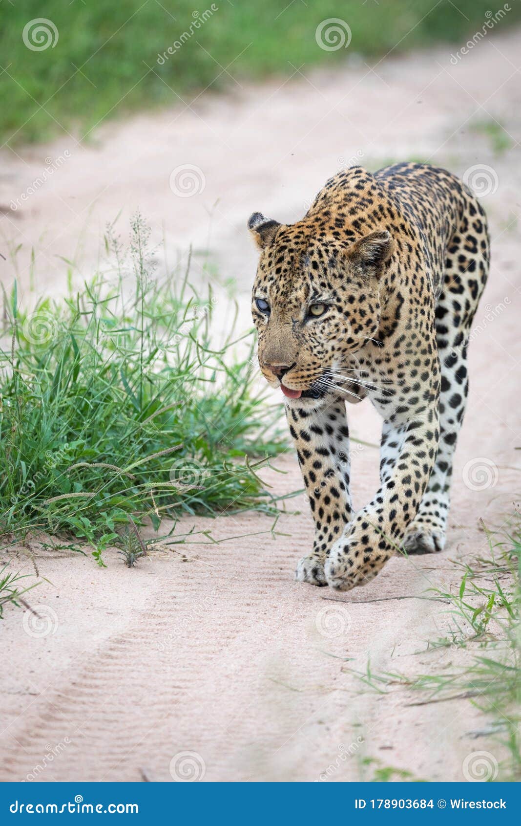 Vertical Closeup Shot of a Beautiful African Leopard Walking on the ...