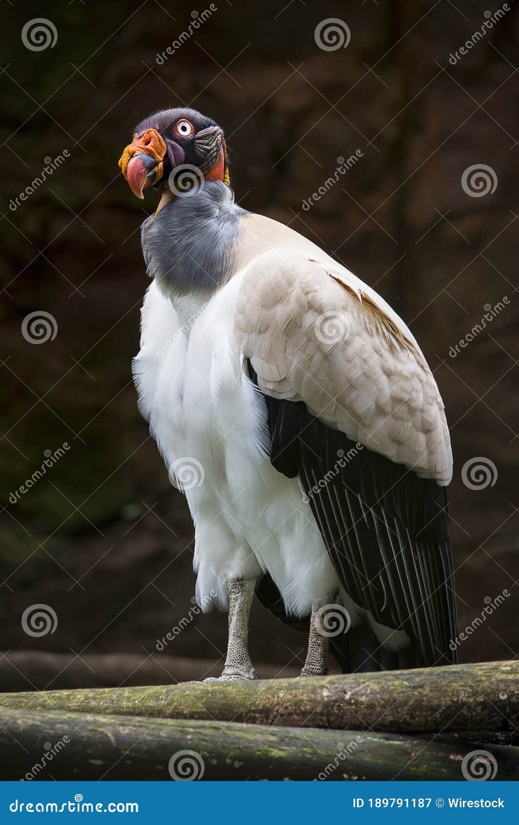 Vertical Closeup Shot of a Beautiful Condor Bird Perched on a Branch ...