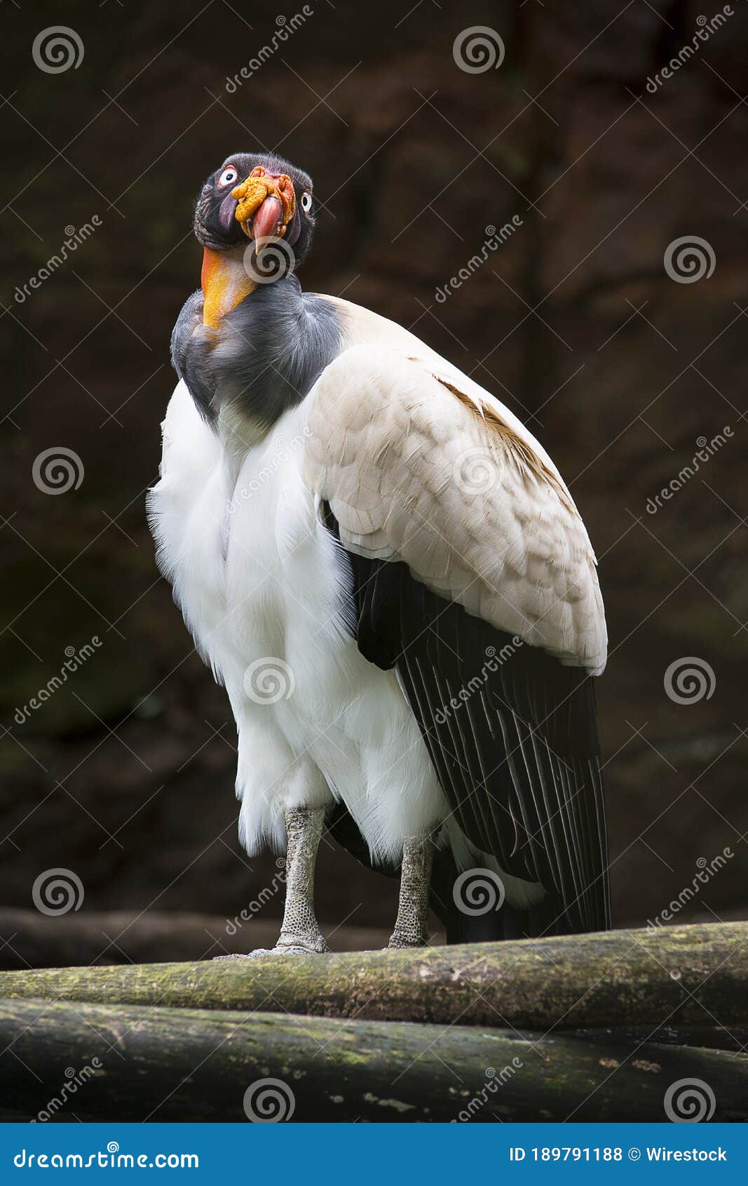 Vertical Closeup Shot of a Beautiful Condor Bird Perched on a Branch ...