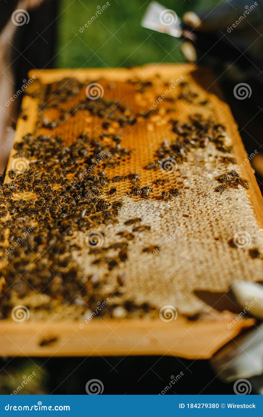 Vertical Closeup Shot of a Beehive Frame with Bees on it Stock Photo ...