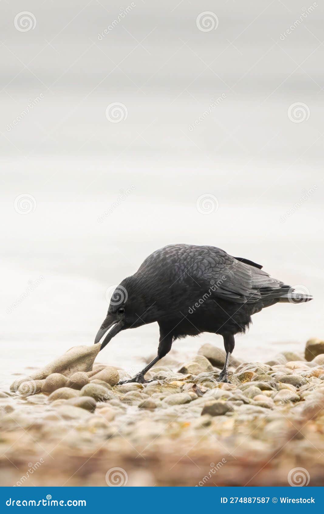 Vertical Closeup Shot of a Black Crow Picking at Rocks with Its Beak ...