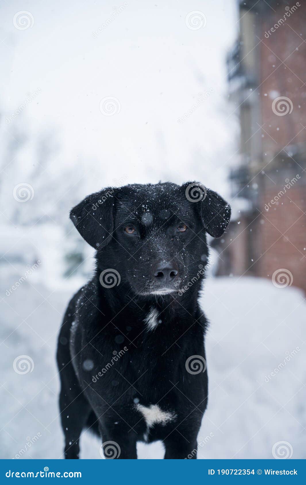 Vertical Closeup Shot of a Black Majorca Shepherd Dog Outside during ...