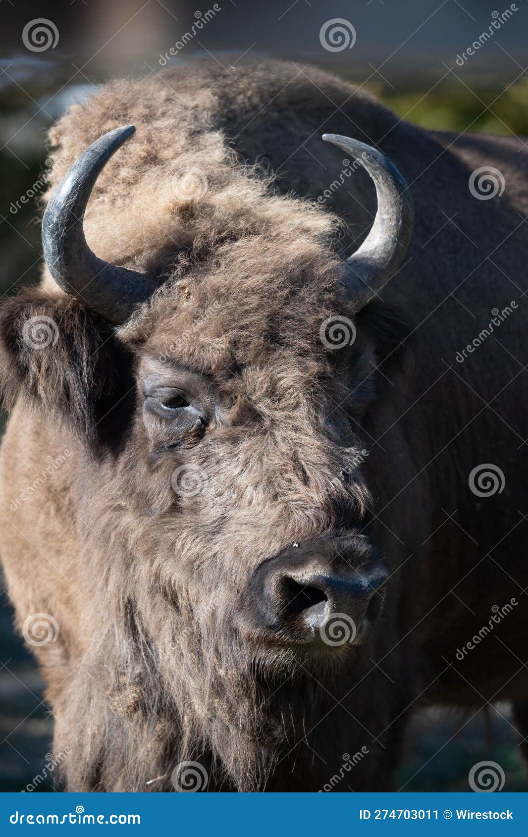 Vertical Closeup Shot of a Brown Bison with Long Horns Stock Image ...