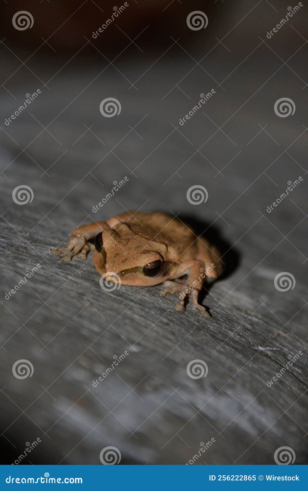 Vertical Closeup Shot of a Brown Tree Frog Stock Image - Image of ...